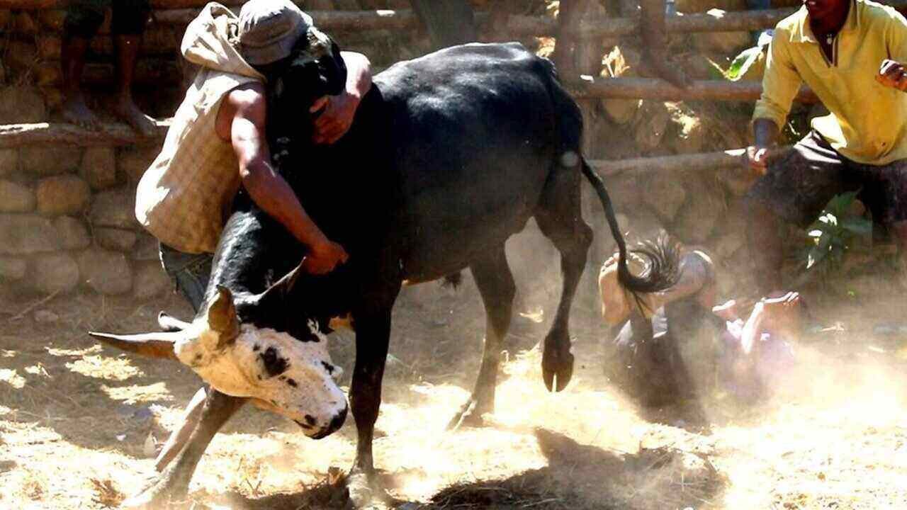 Savika: The Zebu‑Wrestling Tradition of the Betsileo - ivatoriverlodge.com